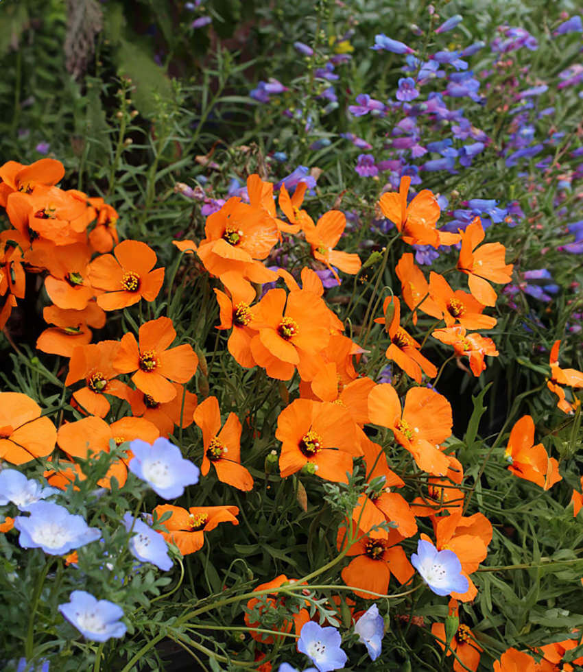 Papaver heterophyllum, Wind Poppy, Windpoppy - Annies Annuals