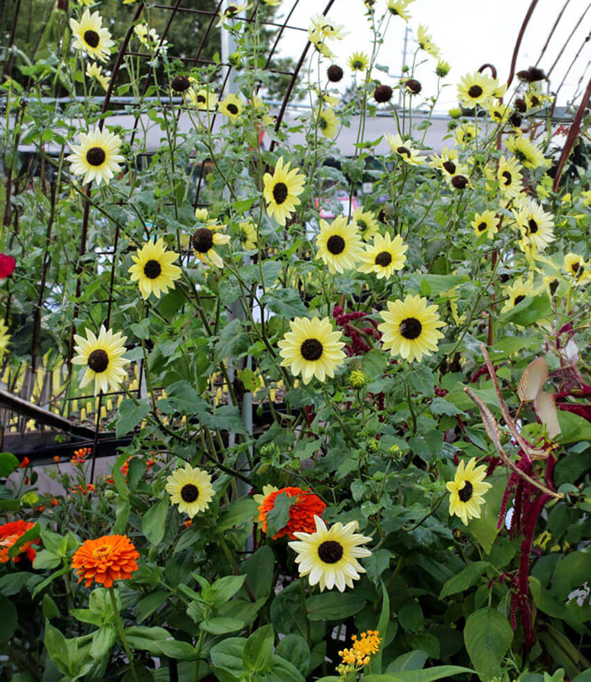 Sunflower, Italian White - Buy Online at Annies Annuals