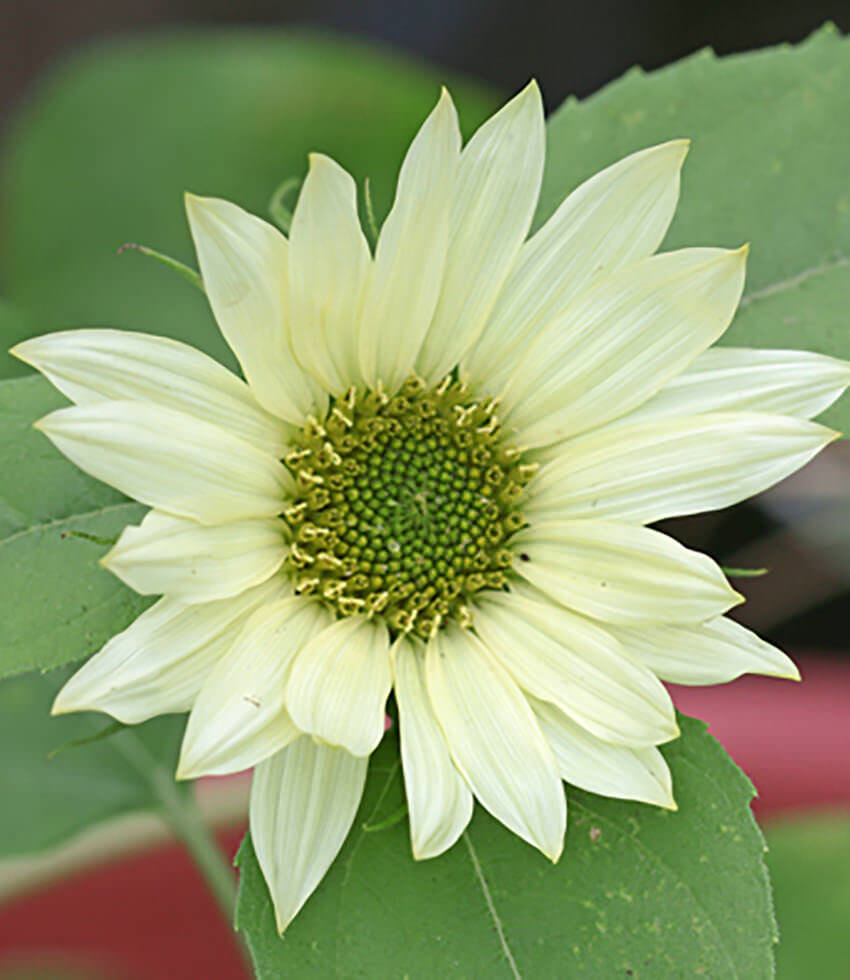 Sunflower, Jade - Buy Online at Annies Annuals