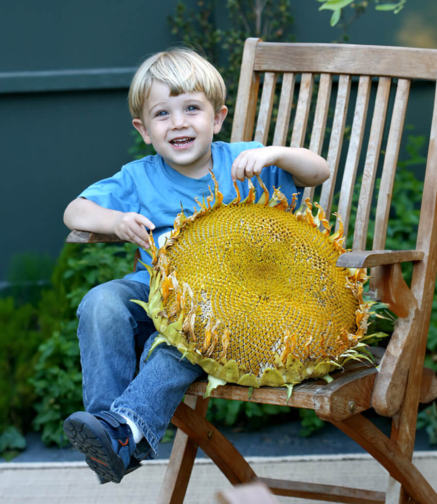 Sunflower, Mammoth - Buy Online at Annies Annuals