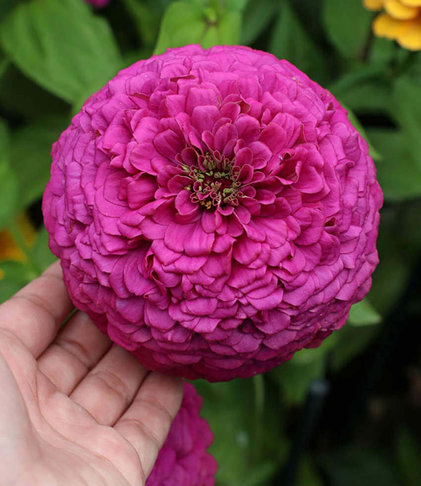 Zinnia elegans, Giant Violet Queen - Buy Online at Annies Annuals
