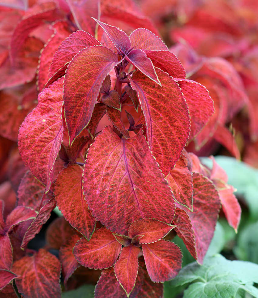 Coleus, Wizard Sunset - Buy Online at Annies Annuals