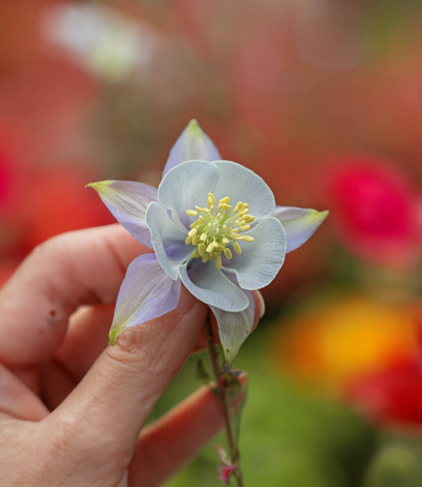 Aquilegia fragrans, Columbine - Buy Online at Annies Annuals