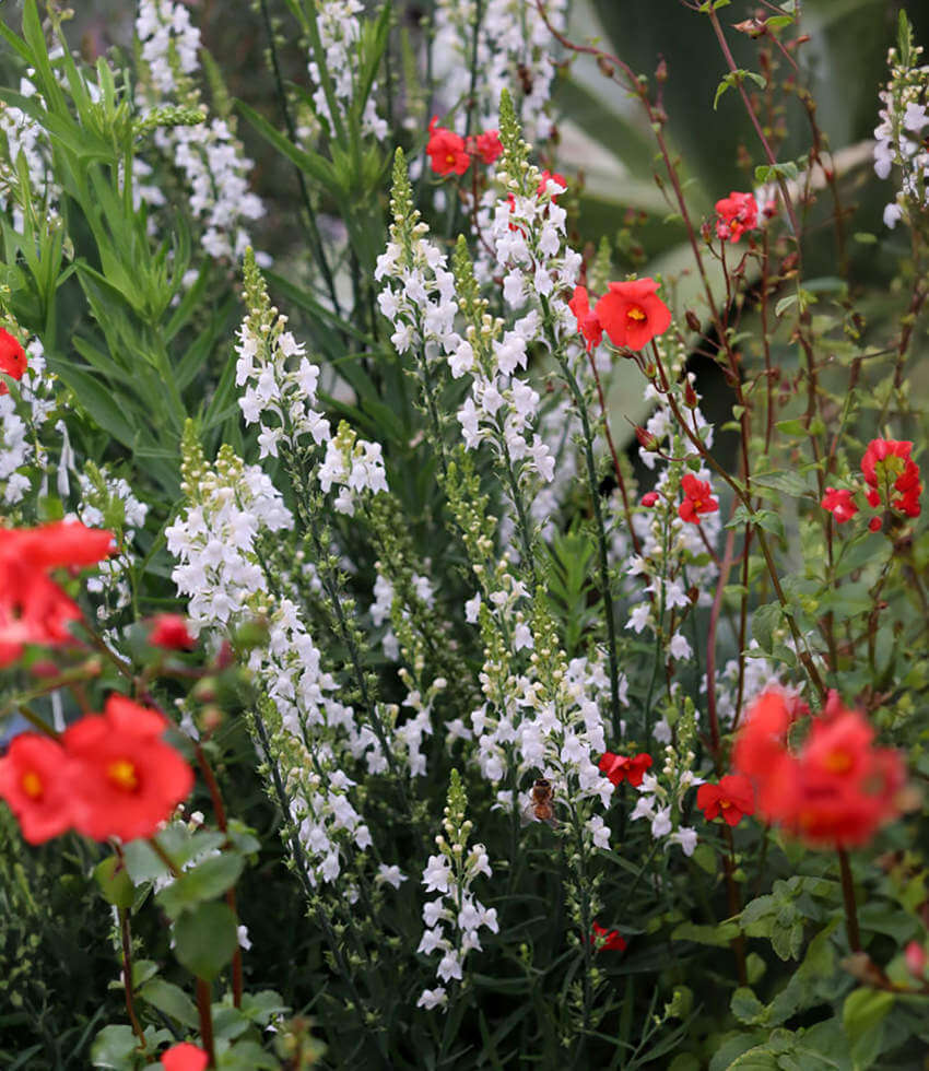 Linaria purpurea, Alba, White Toadflax - Buy Online at Annies Annuals