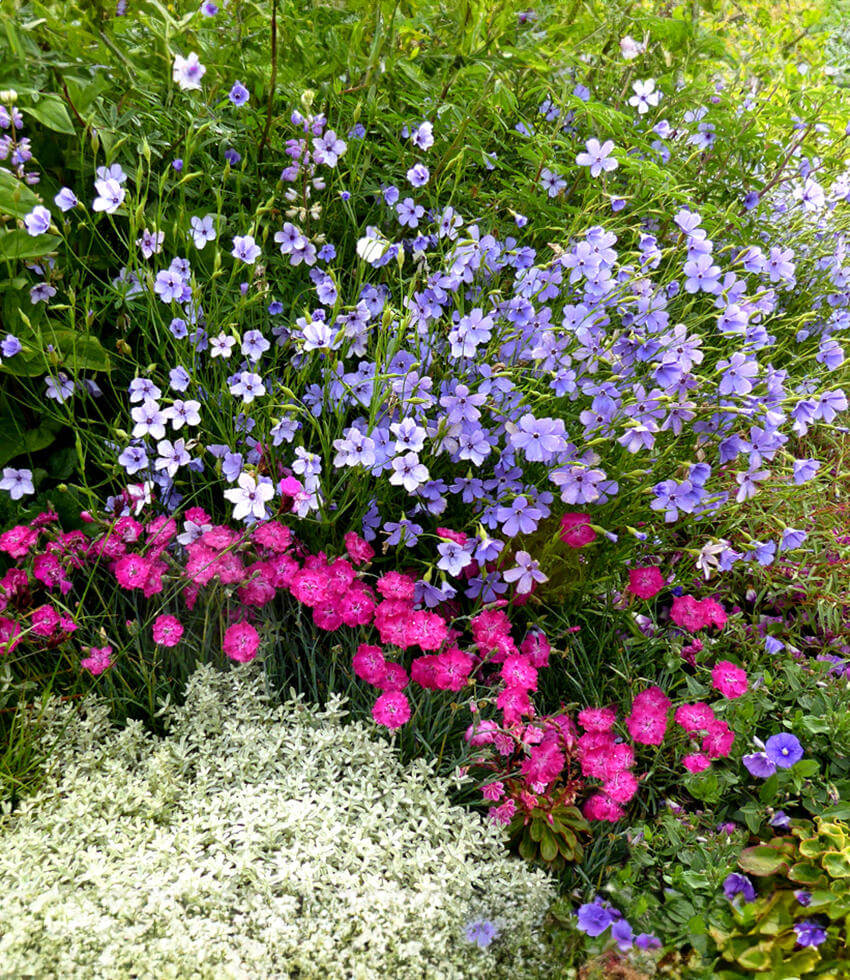 Viscaria oculata, Blue Pearl, German Catchfly - Annies Annuals