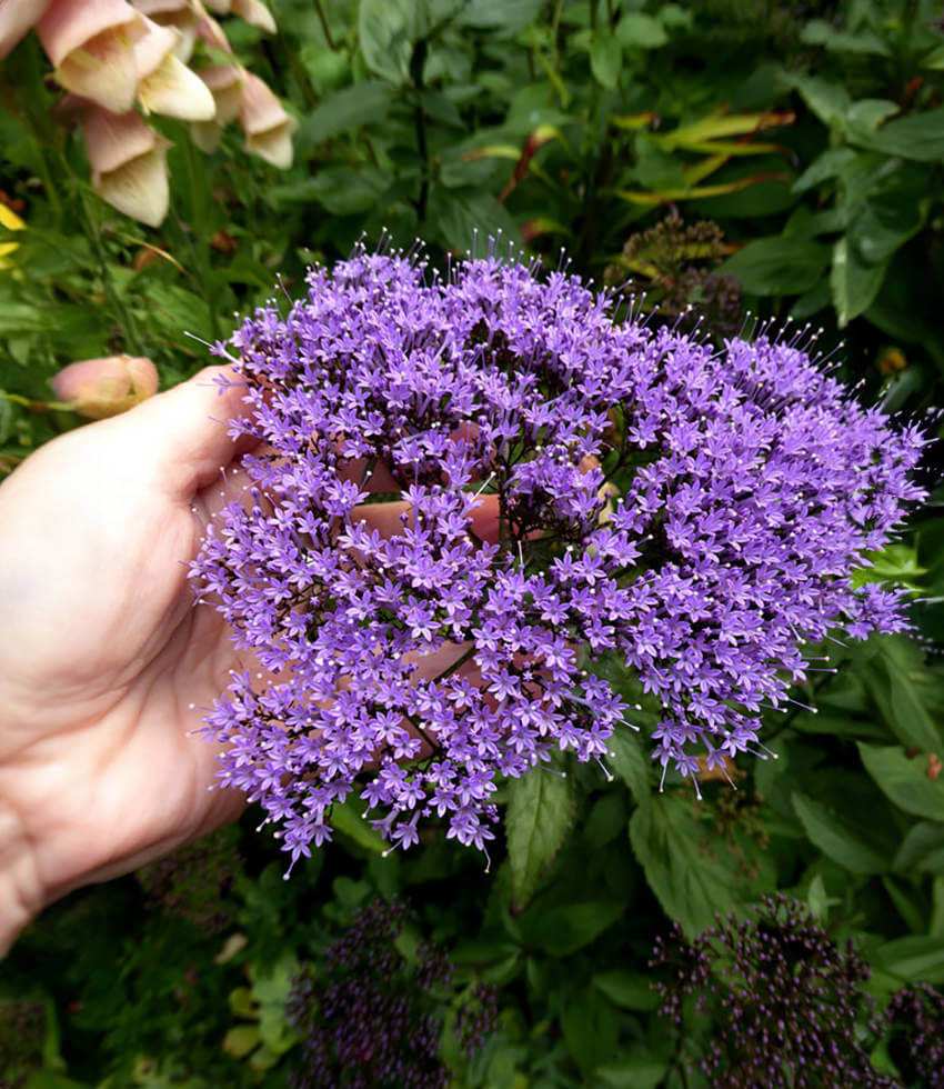 Trachelium caeruleum, Blue Throatwort - Buy Online at Annies Annuals