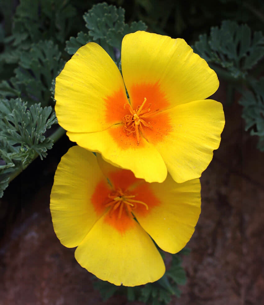 Eschscholzia californica ssp. maritima, Coastal Form