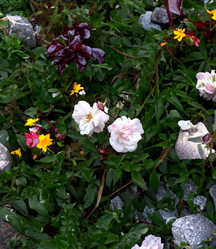 Rosa, Marble Gardens Mystery Rose - Buy Online at Annies Annuals