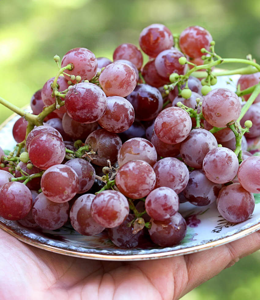 Vitis, Emeryville Pink - Buy Online at Annies Annuals