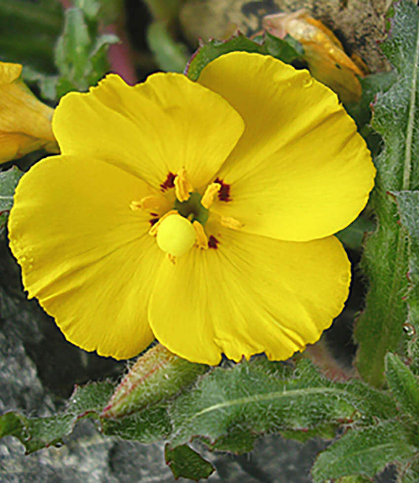 Camissonia bistorta, Sunflakes - Buy Online at Annies Annuals