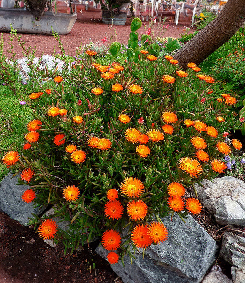 Lampranthus aureus, Orange Form - Buy Online at Annies Annuals