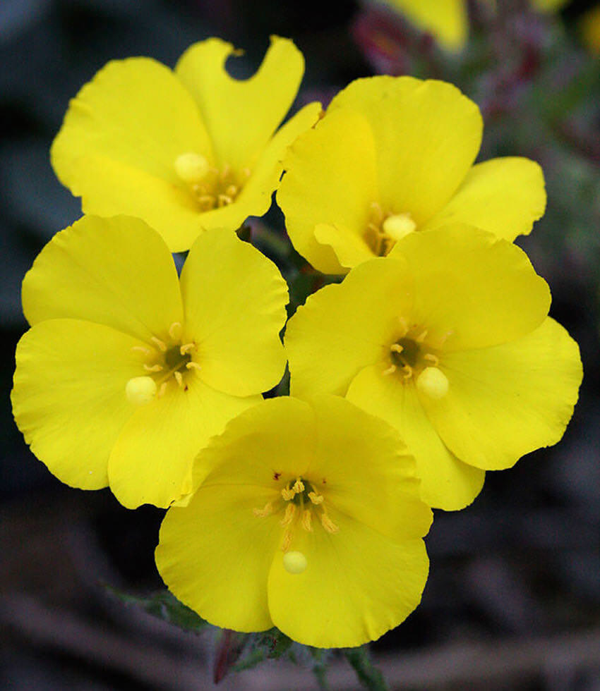Camissonia cheiranthifolia, Beach Primrose - Annies Annuals