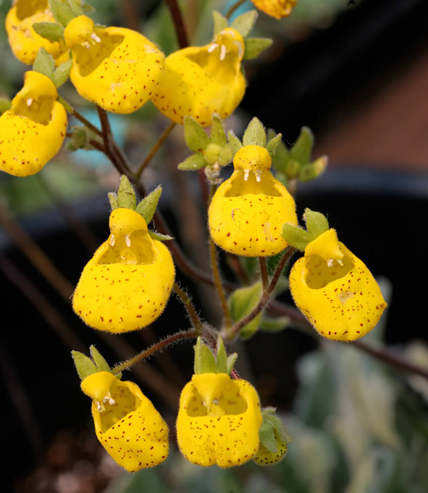 Calceolaria corymbosa - Buy Online at Annies Annuals