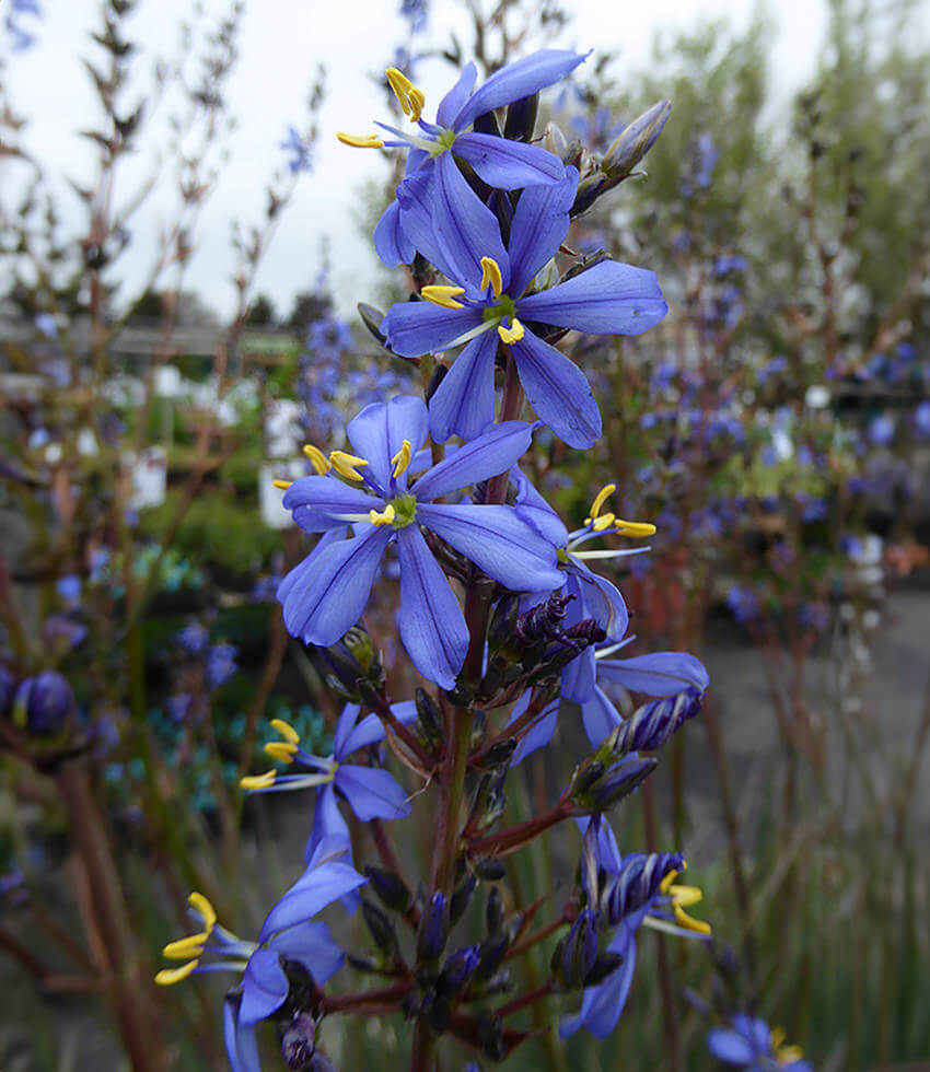 Aristea inaequalis - Buy Online at Annies Annuals