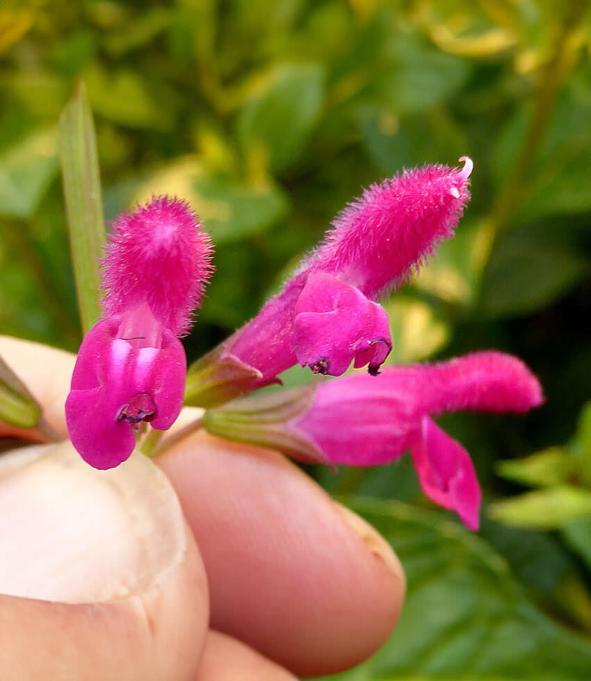 Salvia chiapensis, Chiapas Sage - Buy Online at Annies Annuals