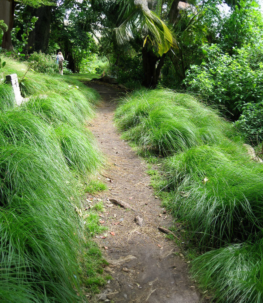 Carex divulsa, Berkeley Sedge - Buy Online at Annies Annuals