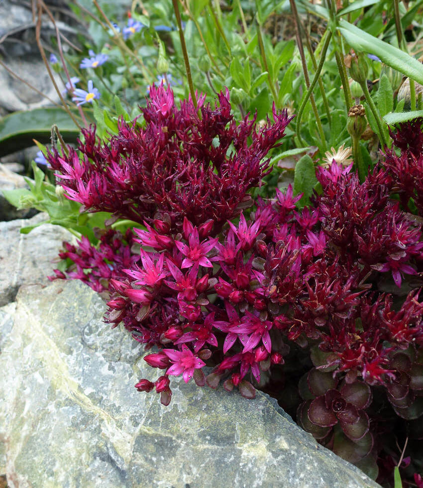 Sedum spurium, Voodoo - Buy Online at Annies Annuals