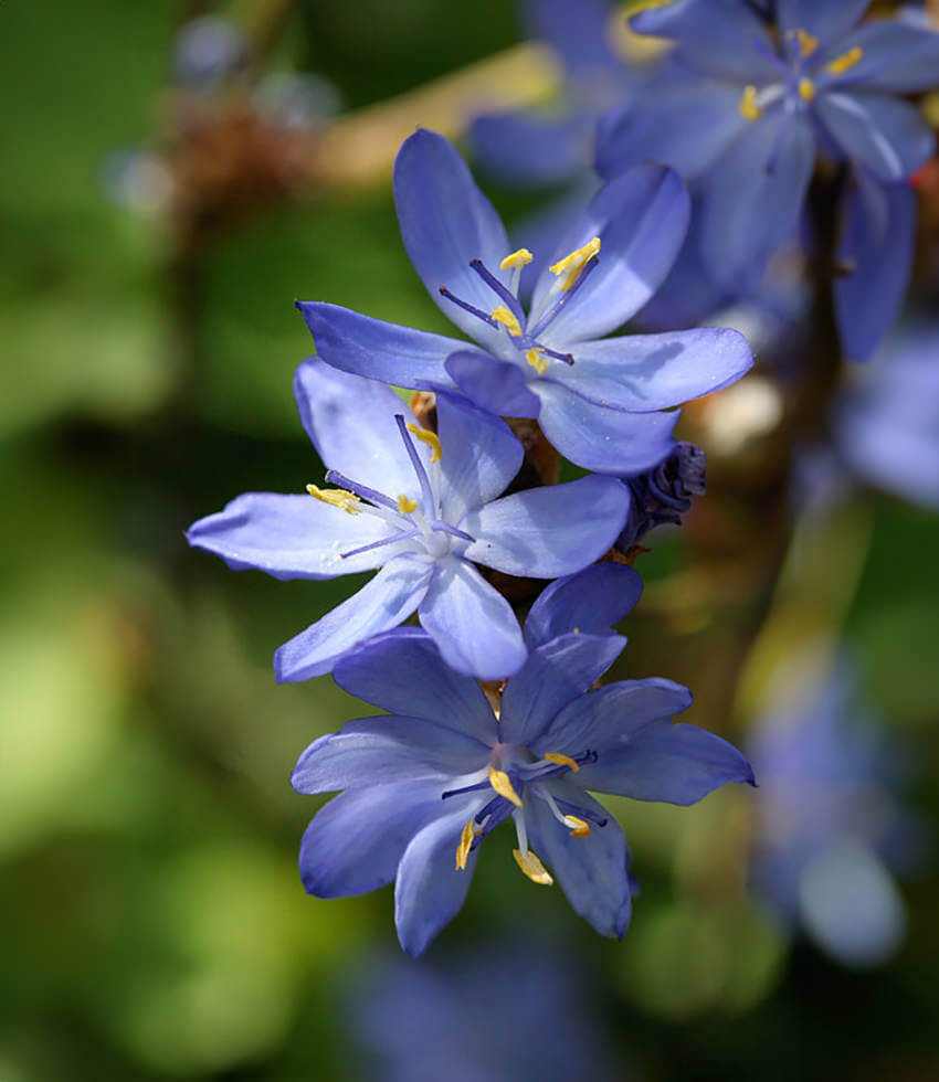Orthrosanthus multiflorus, Morning Iris - Buy Online at Annies Annuals