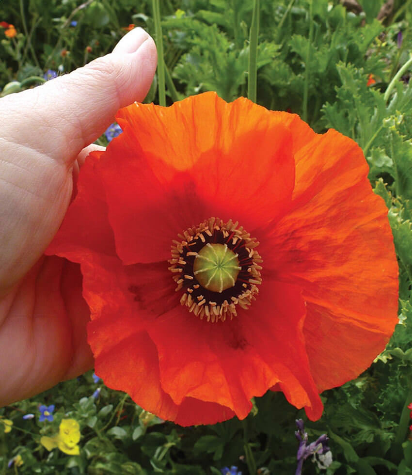 Papaver hybridum, Orange Chiffon, Poppy - Buy Online at Annies Annuals