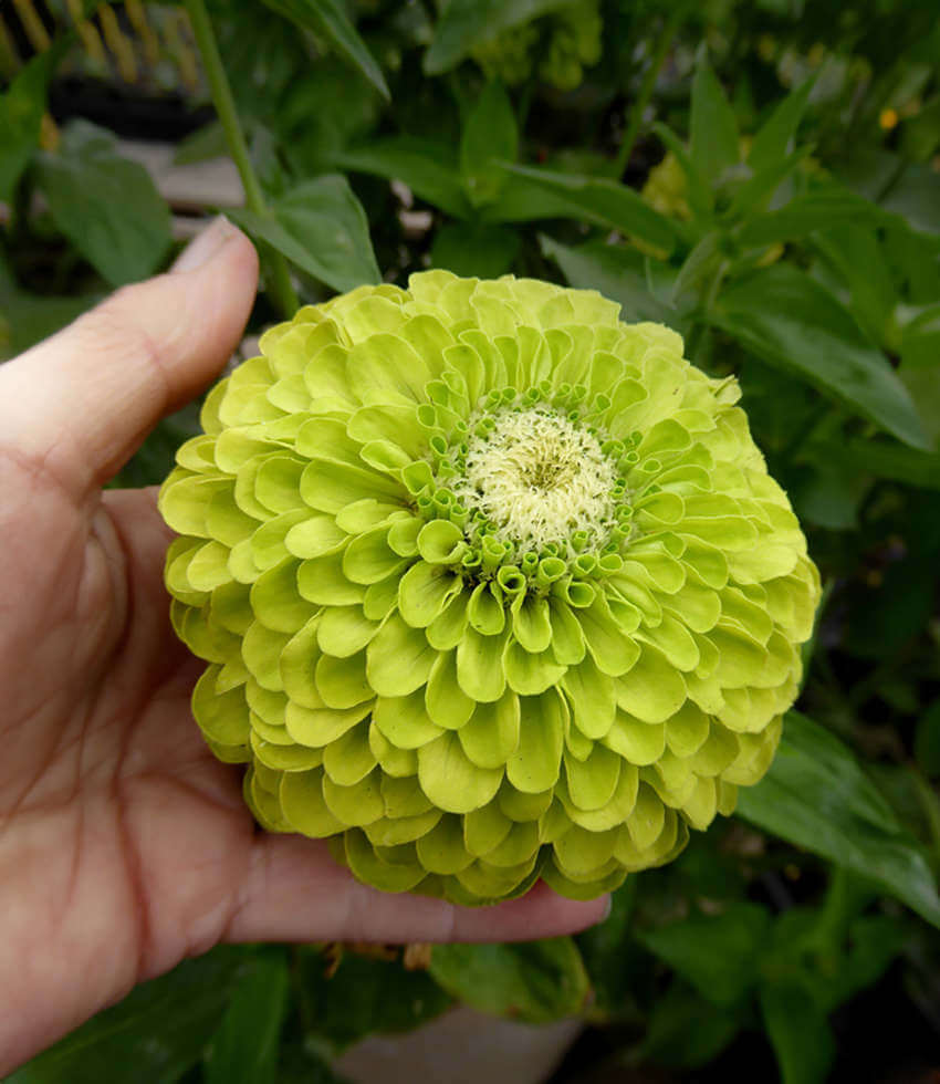 Zinnia elegans, Benarys Giant Lime - Buy Online at Annies Annuals