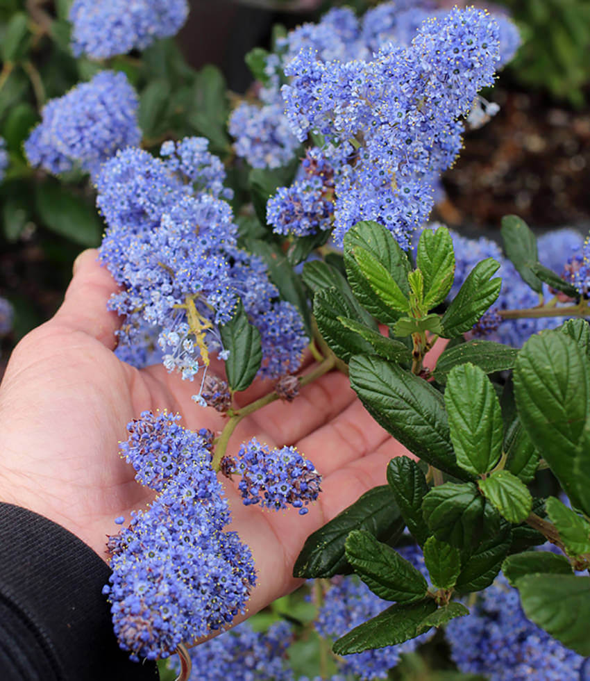 Ceanothus, Ray Hartman - Buy Online at Annies Annuals