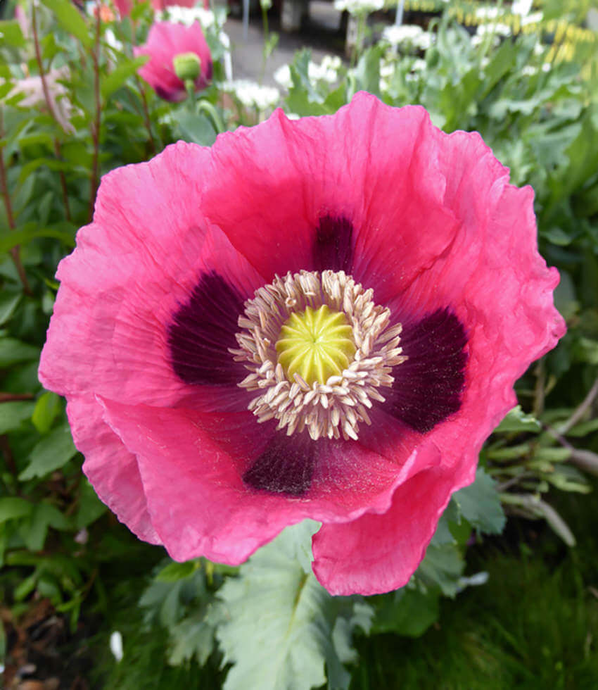Papaver hybridum, Cupcake, Poppy - Buy Online at Annies Annuals