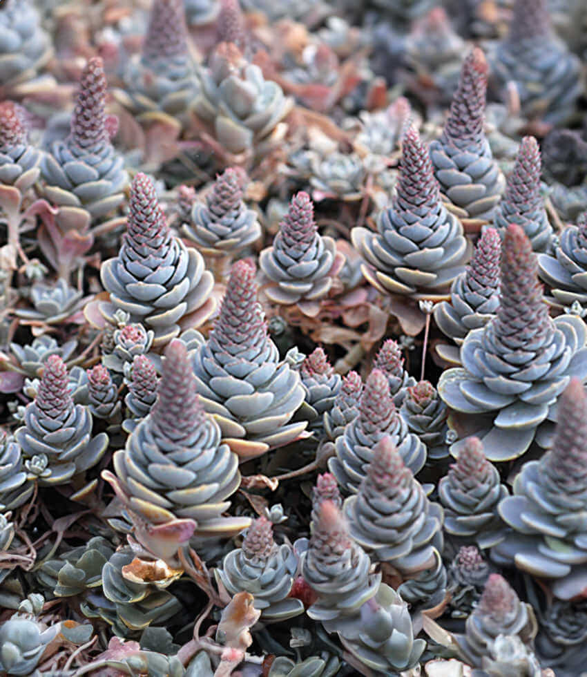 Orostachys iwarenge, Dunce Cap - Buy Online at Annies Annuals