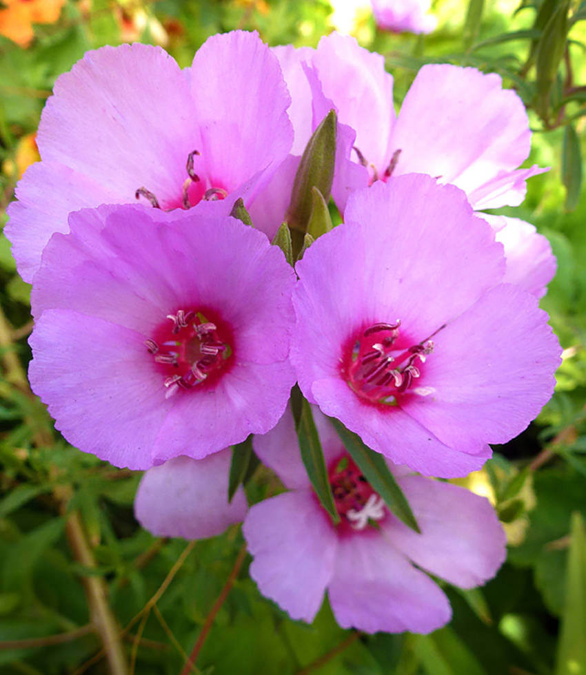 Clarkia rubicunda blasdalei, Ruby Chalice Clarkia - Annies Annuals