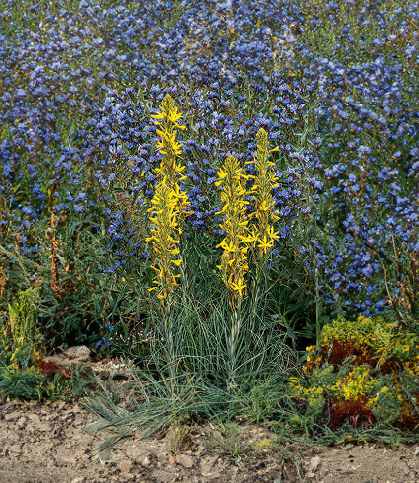 Asphodeline lutea, Jacob's Rod - Buy Online at Annies Annuals