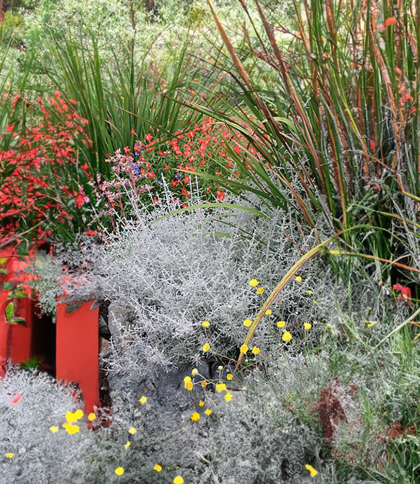 Stoebe plumosa, Slangbos - Buy Online at Annies Annuals