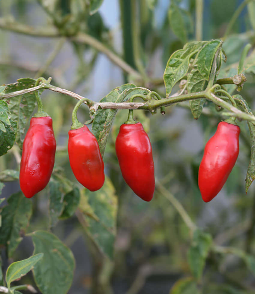 Pepper, Tree Pepper - Buy Online at Annies Annuals