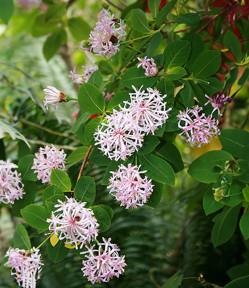Dais cotinifolia, Pom-Pom Tree - Buy Online at Annies Annuals