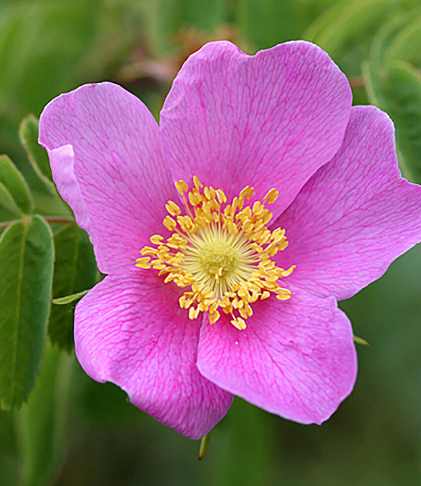 Rosa californica, Wild California Rose - Buy Online at Annies Annuals