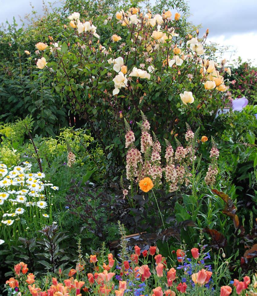 Rosa, Mrs. Oakley Fisher, Shrub Rose - Buy Online at Annies Annuals