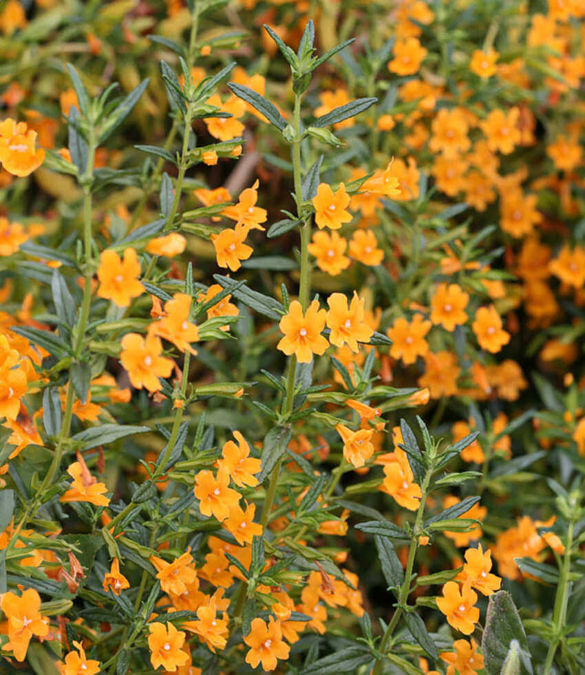 Mimulus aurantiacus, Point Molate, Sticky Monkey Flower