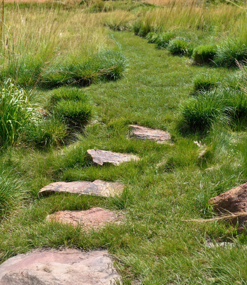 Carex pansa, California Meadow Sedge - Buy Online at Annies Annuals