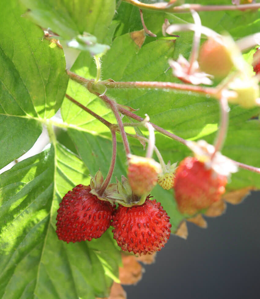 Fragaria vesca, Improved Rugen, Alpine Strawberry' - Annies Annuals
