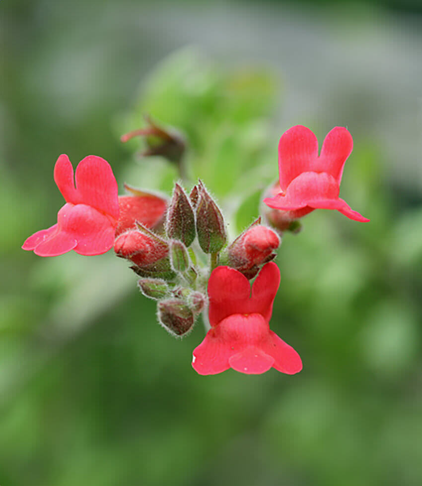 Galvezia speciosa, Island Snapdragon - Buy Online at Annies Annuals