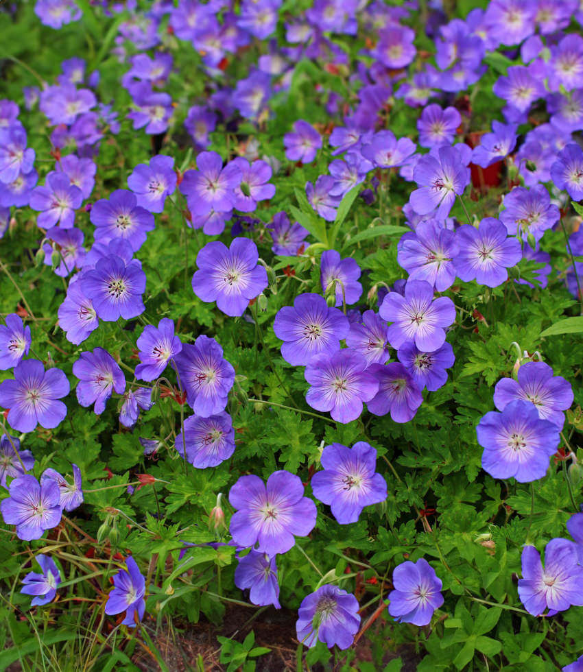 Geranium, Rozanne - Buy Online at Annies Annuals