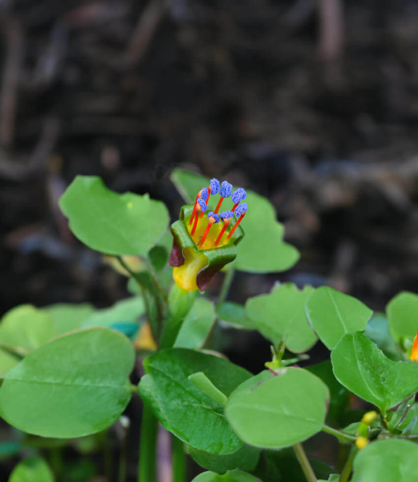 Fuchsia procumbens, Creeping Fuchsia - Buy Online at Annies Annuals
