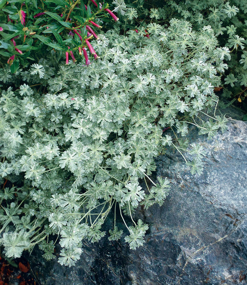 Geranium harveyi, Silver Geranium - Buy Online at Annies Annuals