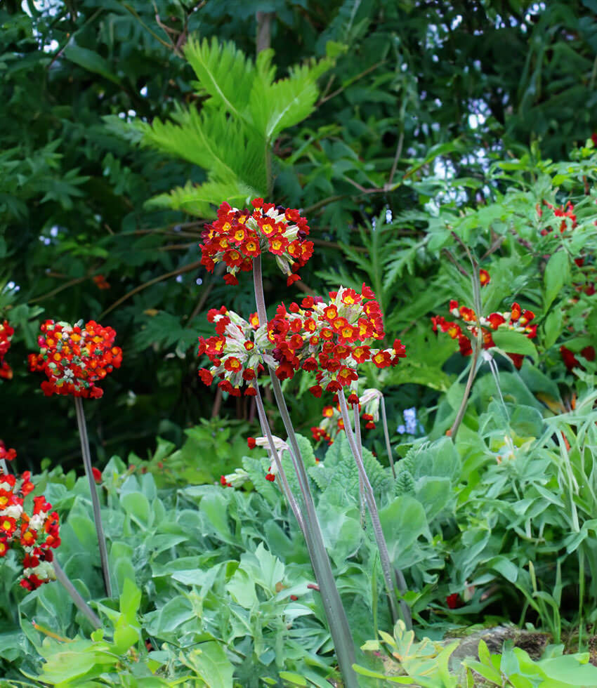 Primula veris, Sunset Shades - Buy Online at Annies Annuals