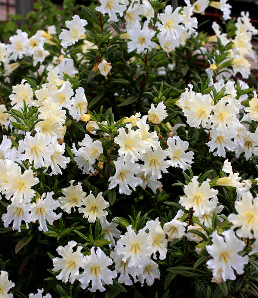 Mimulus bifidus, White, Sticky Monkey Flower - Annies Annuals