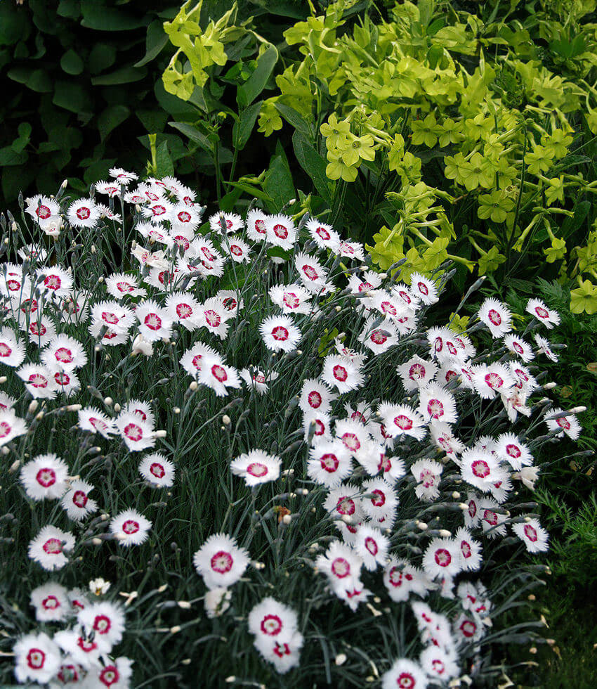 Dianthus Plumarius