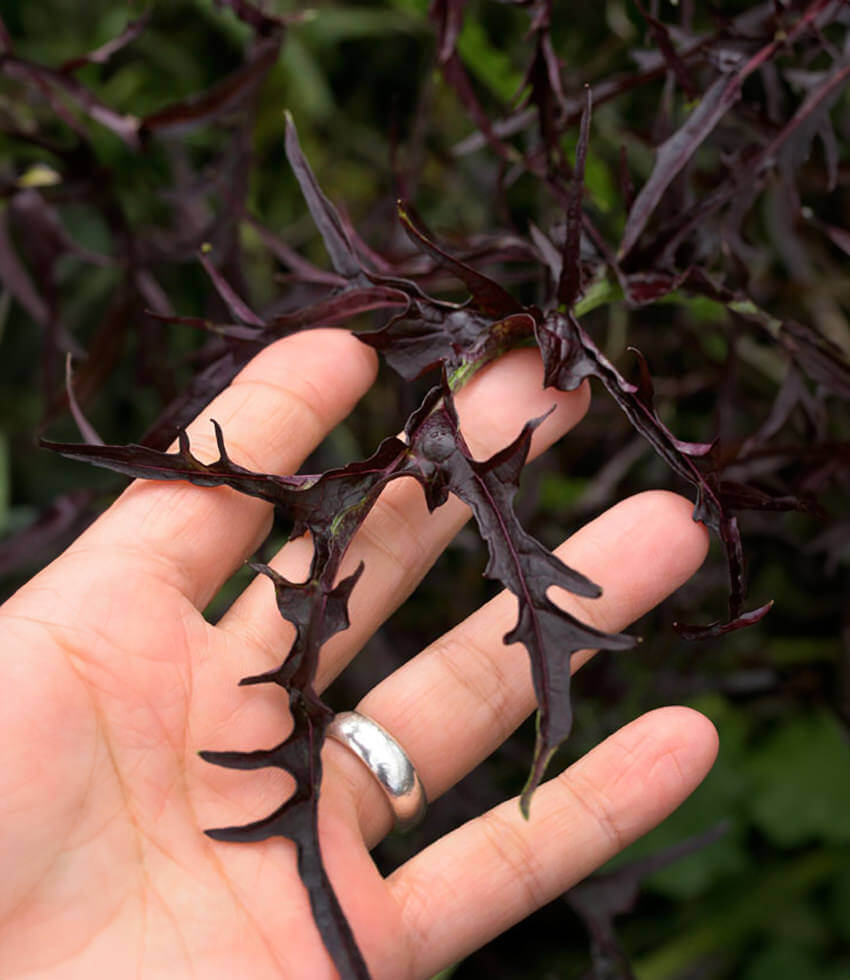 Mustard: 6-packs, Ruby Streaks - Buy Online at Annies Annuals