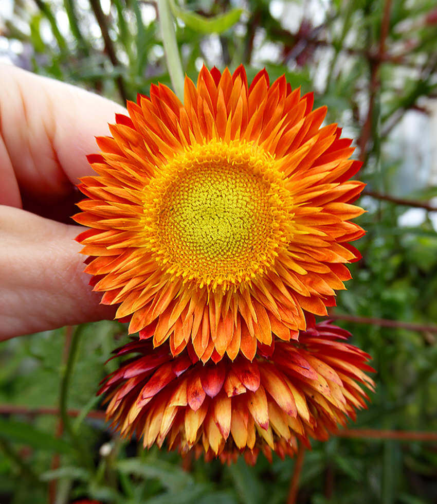 Helichrysum bracteatum, Monster Fireball Red, Strawflower
