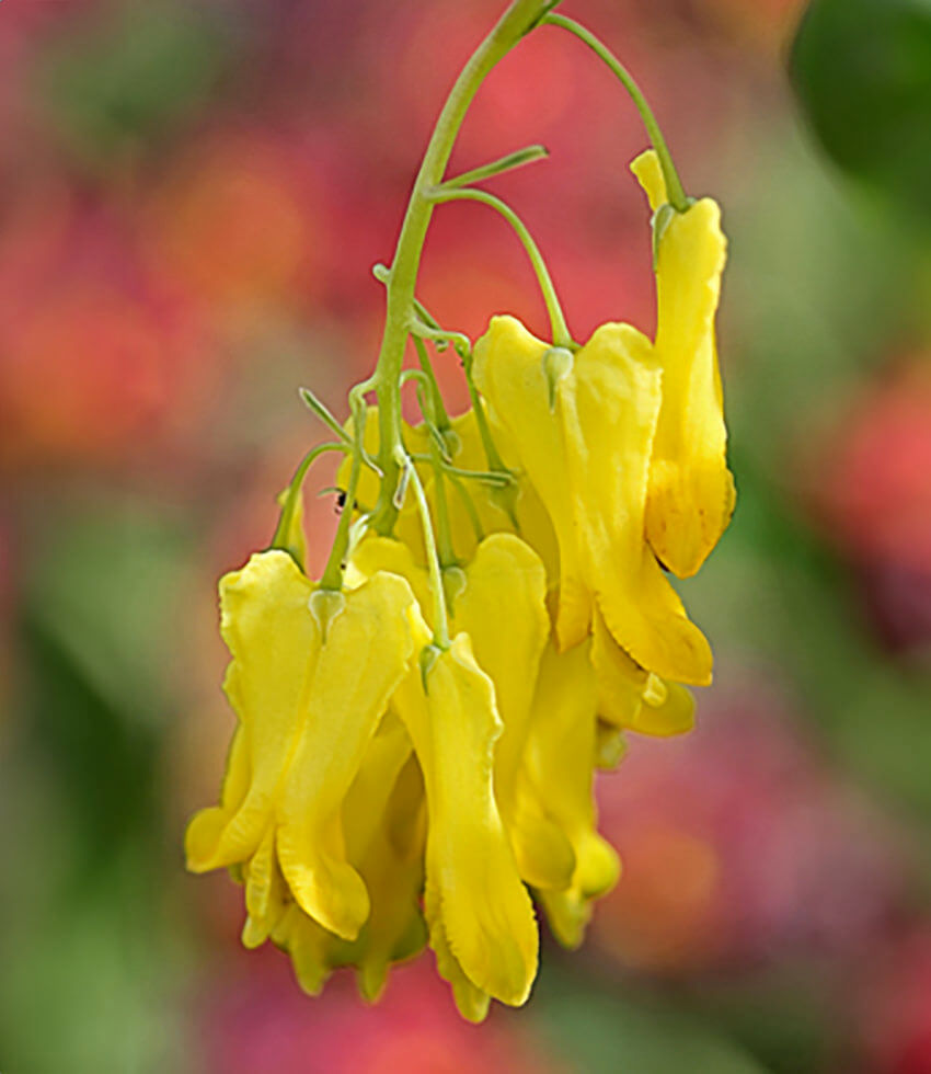 Dicentra scandens, Yellow Bleeding-Hearts Vine - Annies Annuals