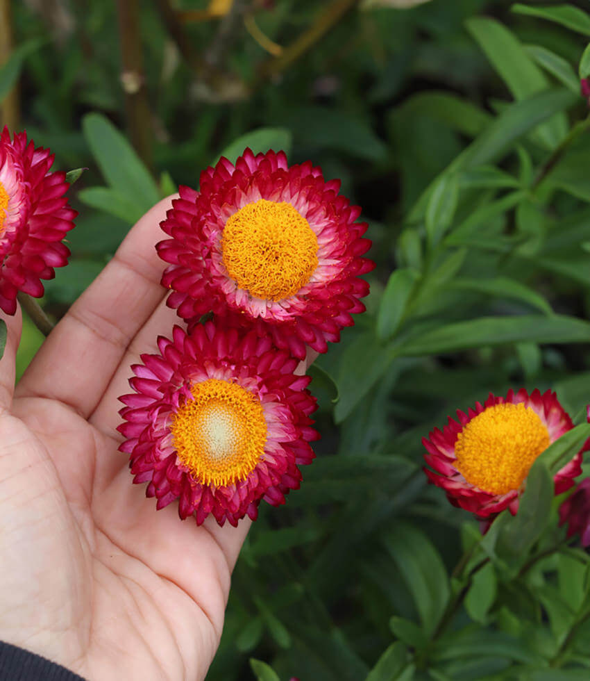 Helichrysum bracteatum, Monster Rose, Strawflower - Annies Annuals