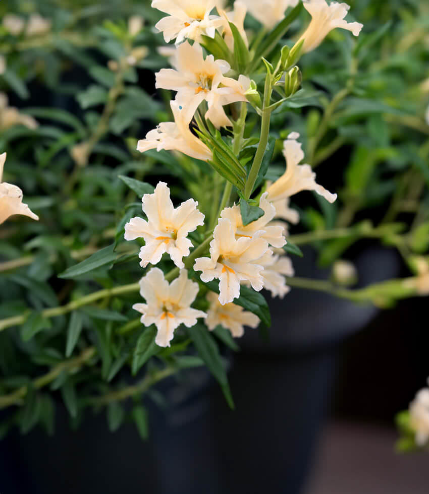 Mimulus bifidus, Sticky Monkey Flower - Buy Online at Annies Annuals