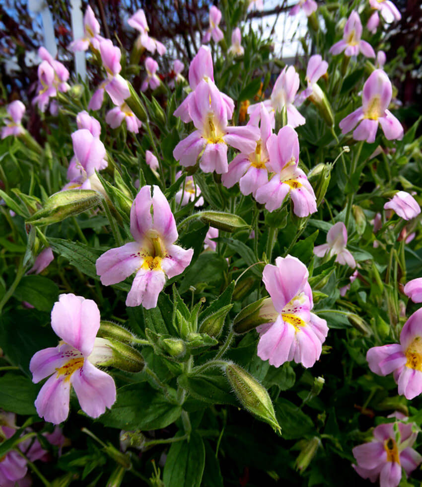 Mimulus lewisii x cardinalis, Monkey Flower - Annies Annuals